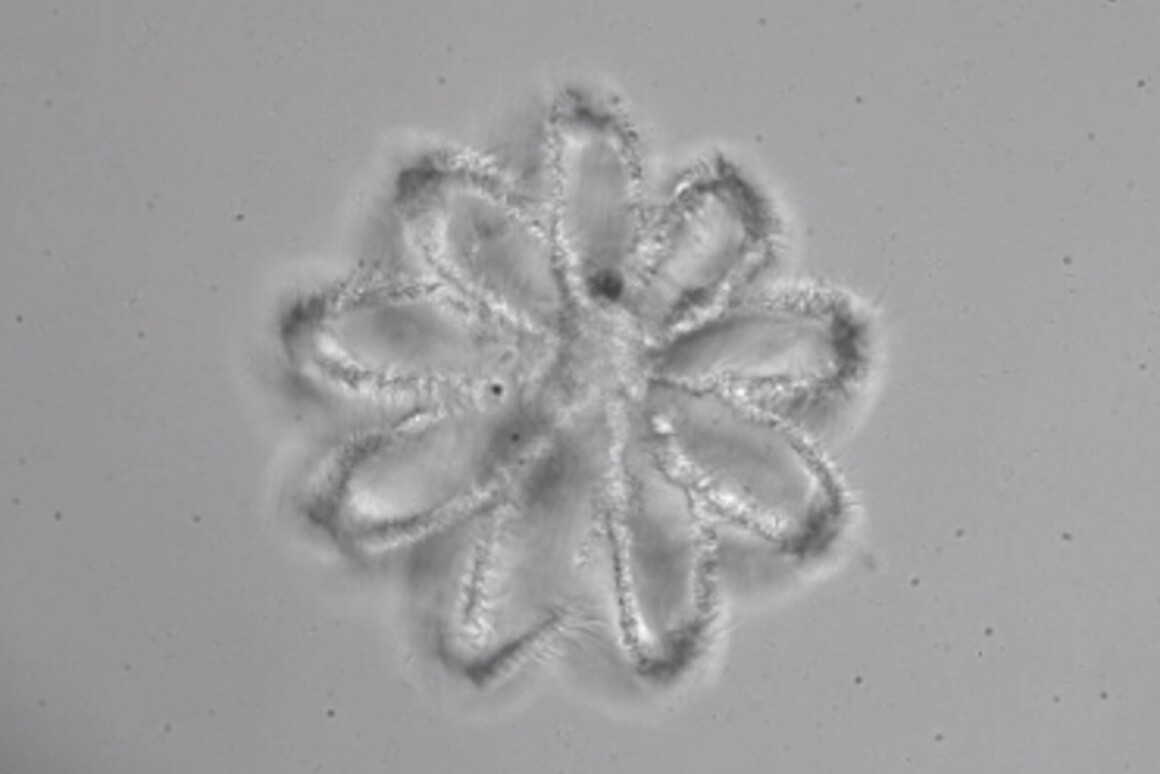 New tech allows much faster 3D-printing of human tissue with capillaries