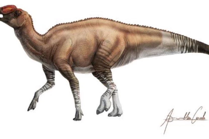 "New" duck-billed dinosaur is actually one of the oldest