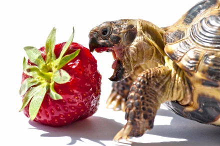 "Parasitic robot" tosses treats to steer a cyborg turtle