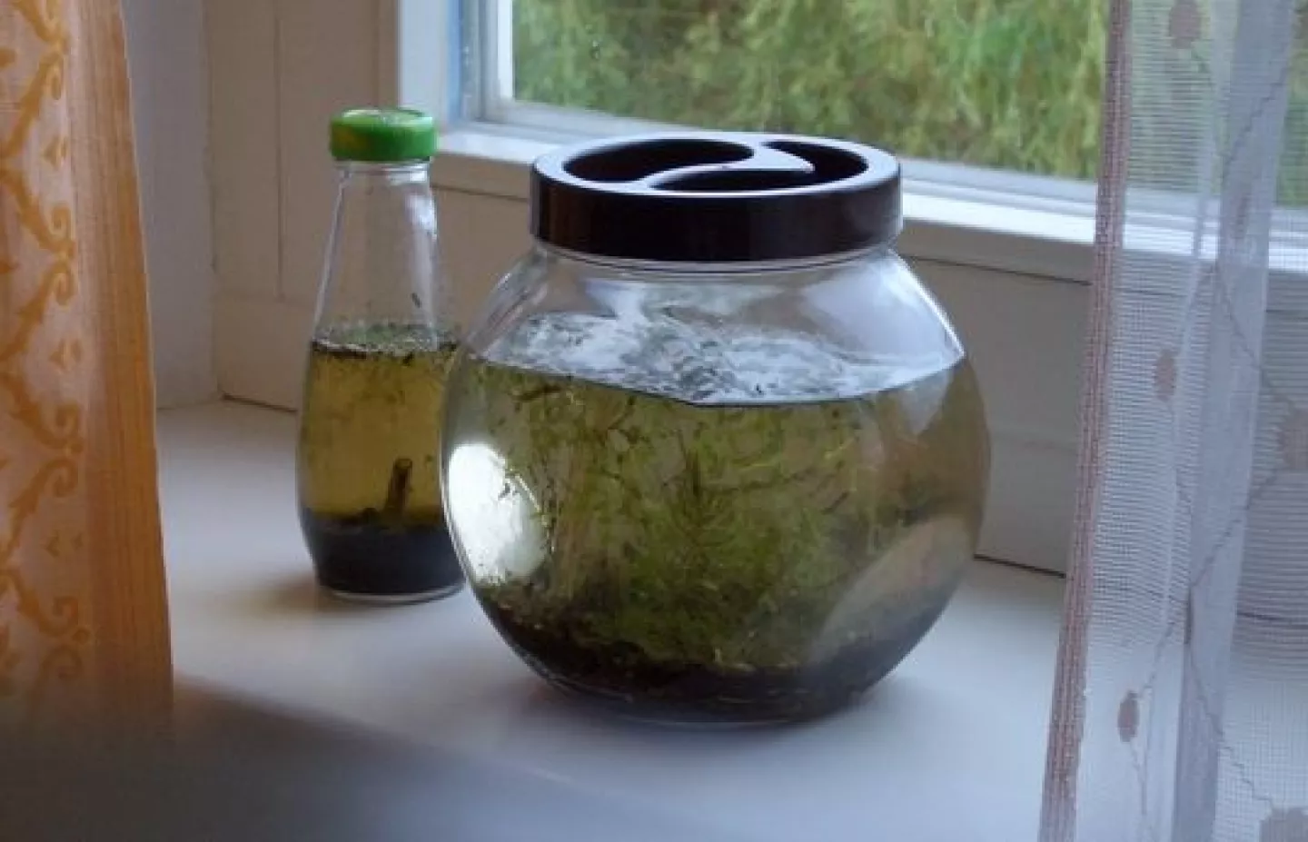 Your very own self-sustained micro-ecosystem