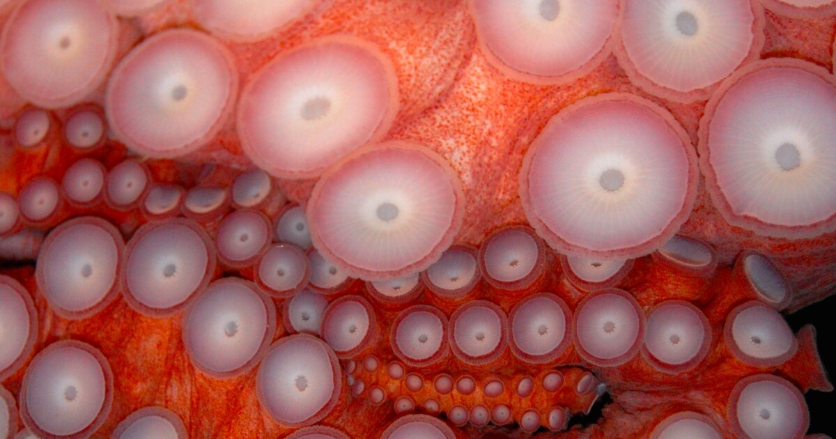 Next-gen adhesive based on octopus suckers