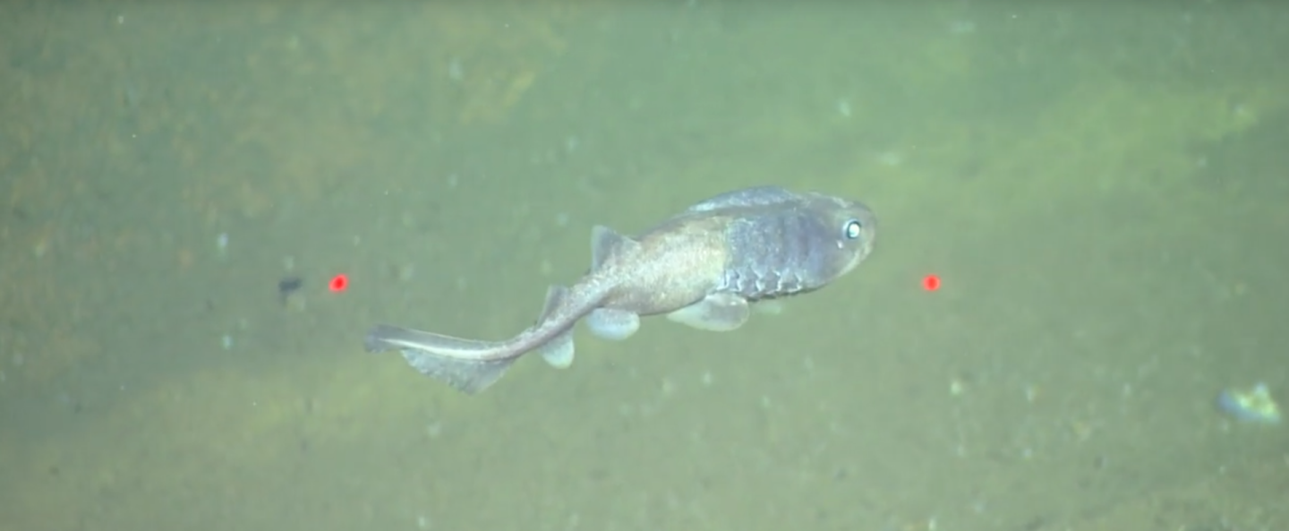 Fish found thriving in waters with almost no oxygen