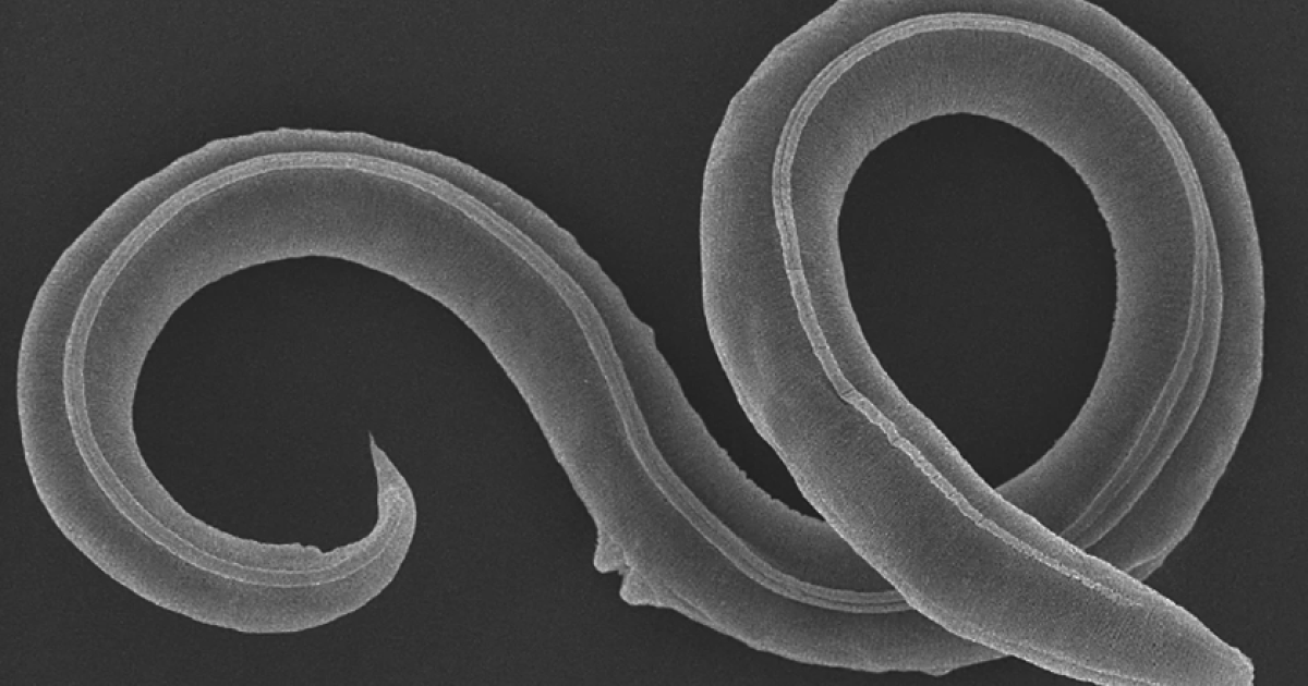 46,000-year-old worms revived from permafrost belong to new species