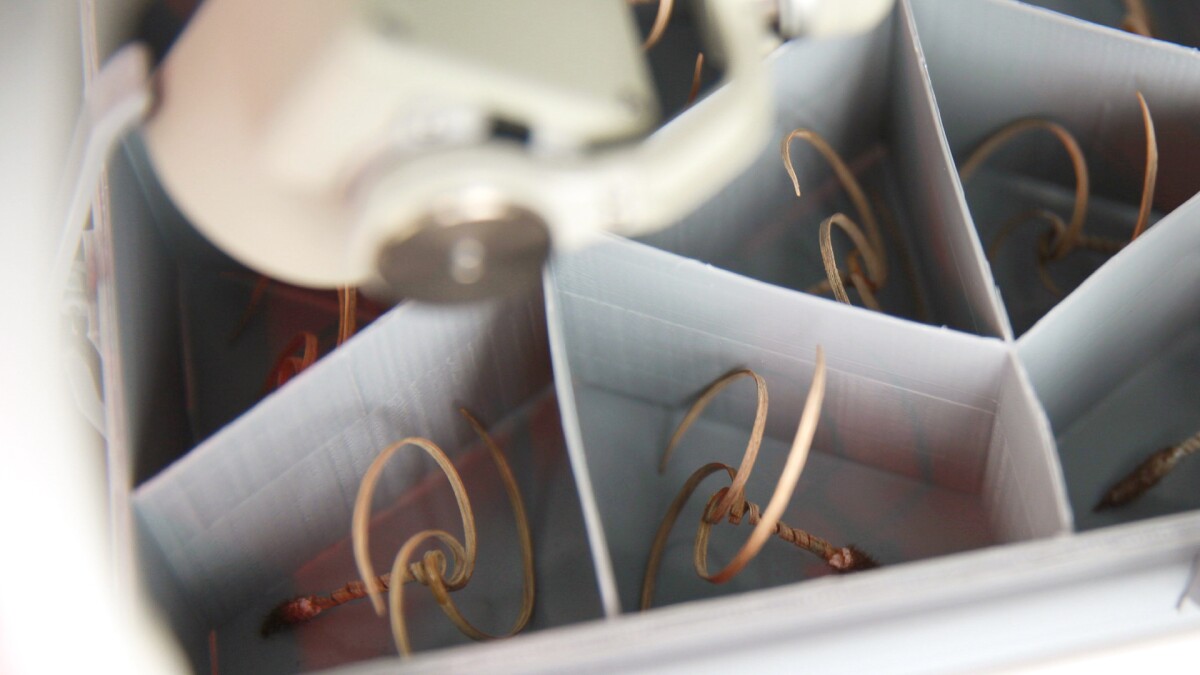 Plant-inspired E-seeds drill themselves into the dirt when moistened