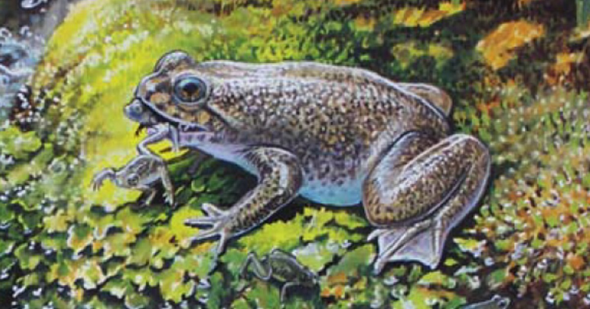 Scientists clone extinct frog that gives birth from its mouth