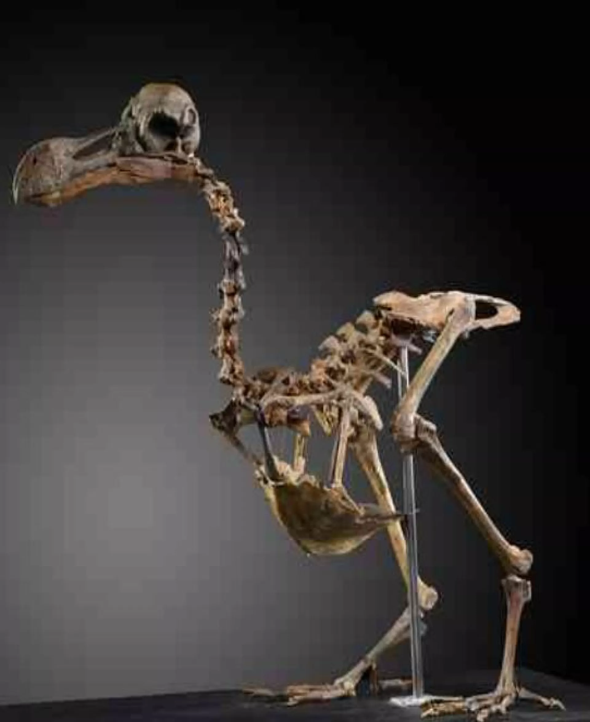 Near-complete dodo skeleton fetches £280,000 at auction