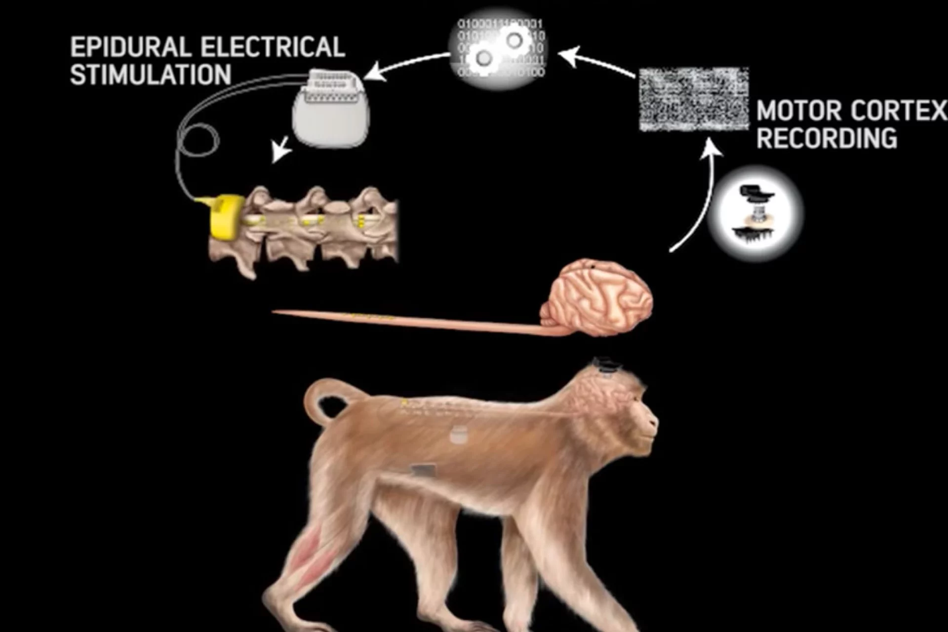 Wireless brain-to-spine connection gets paralyzed primates walking