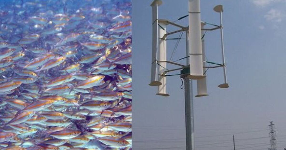 Schooling fish inspire new approach to wind farming