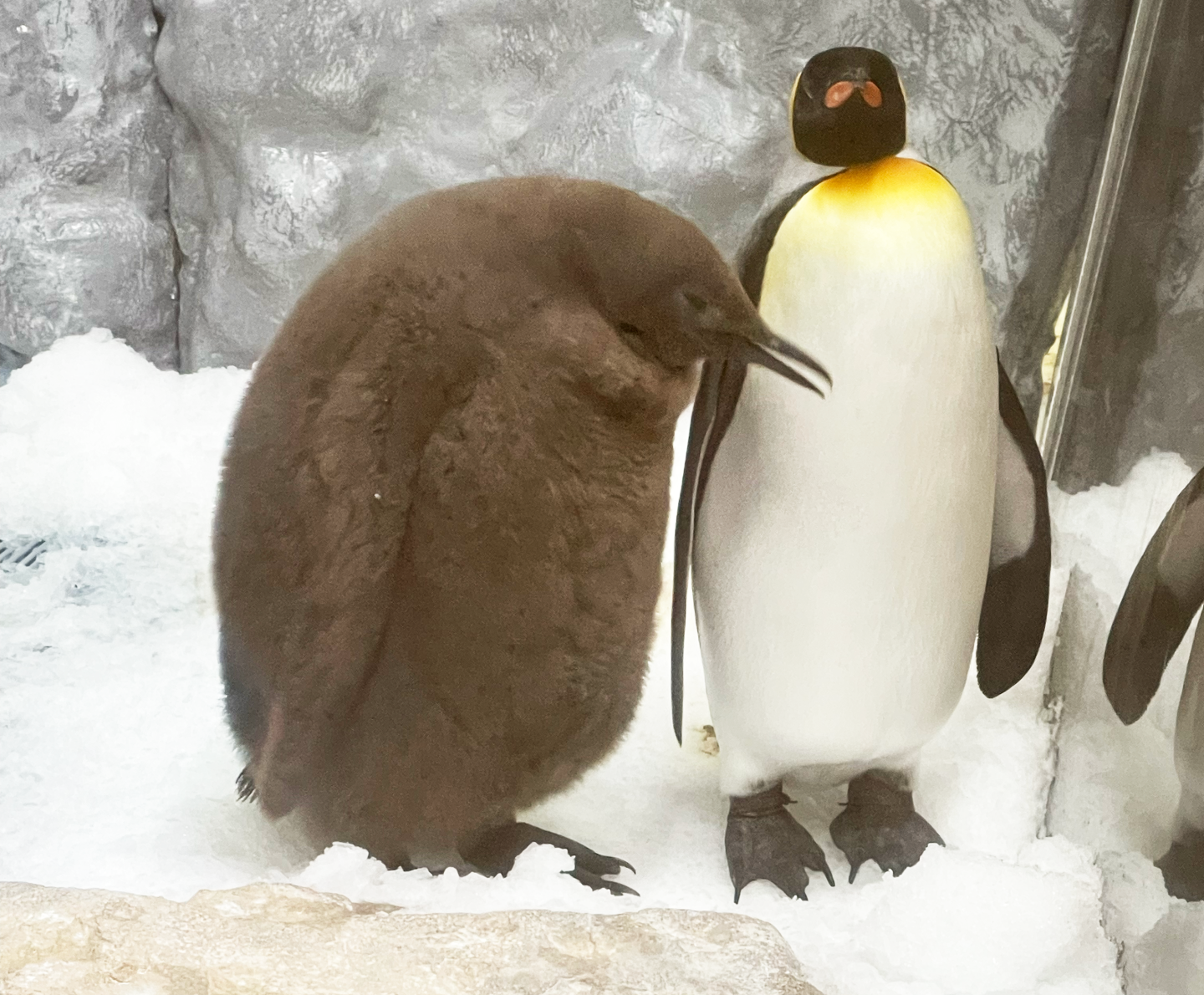 Massive 50 Lb King Penguin Chick Pesto Becomes A Surprise Global Star