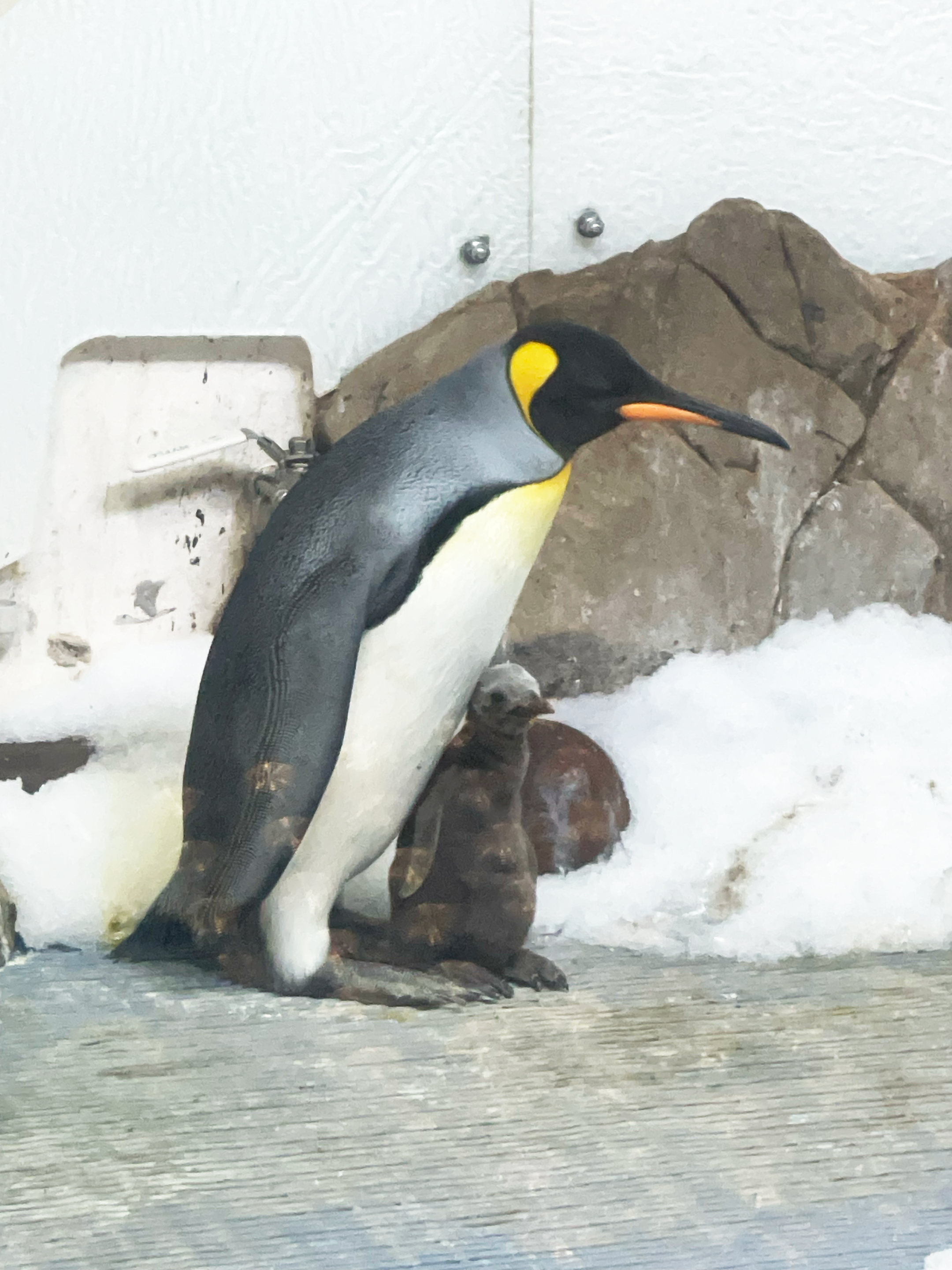 Massive 50 Lb King Penguin Chick Pesto Becomes A Surprise Global Star