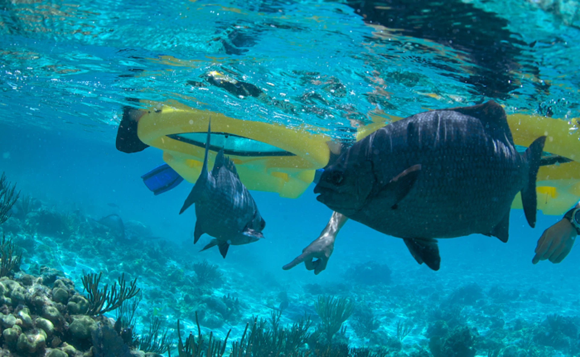Zayak Sea Sled clears the way for underwater close-ups