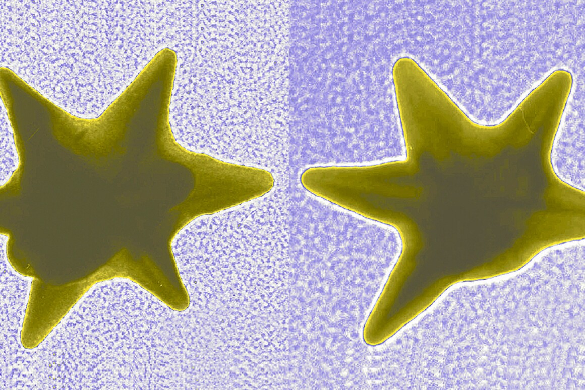 Gold nanostars deliver drugs directly to cancer cell nucleus