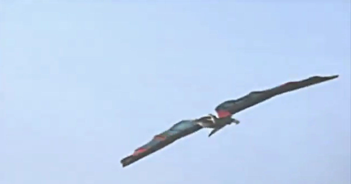 human flying with wings