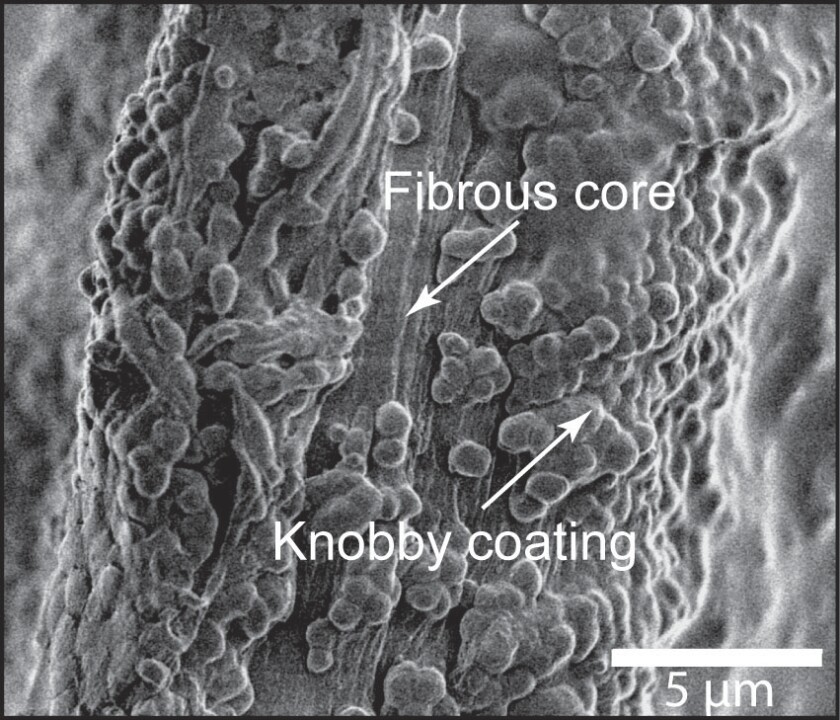 Scientists look to mussels for super-strong polymers