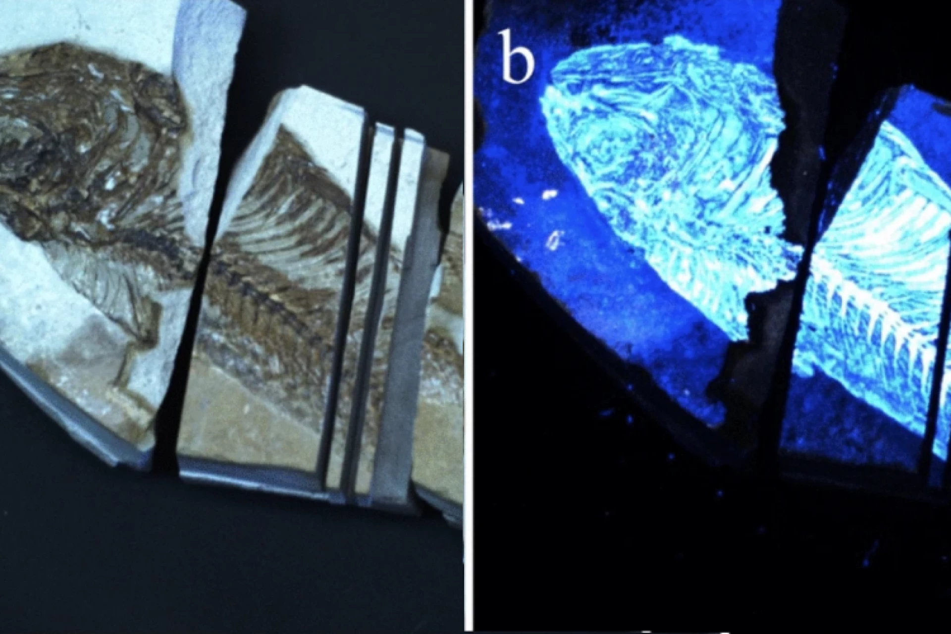BioFinder detects organic molecules in fossils, could help find aliens