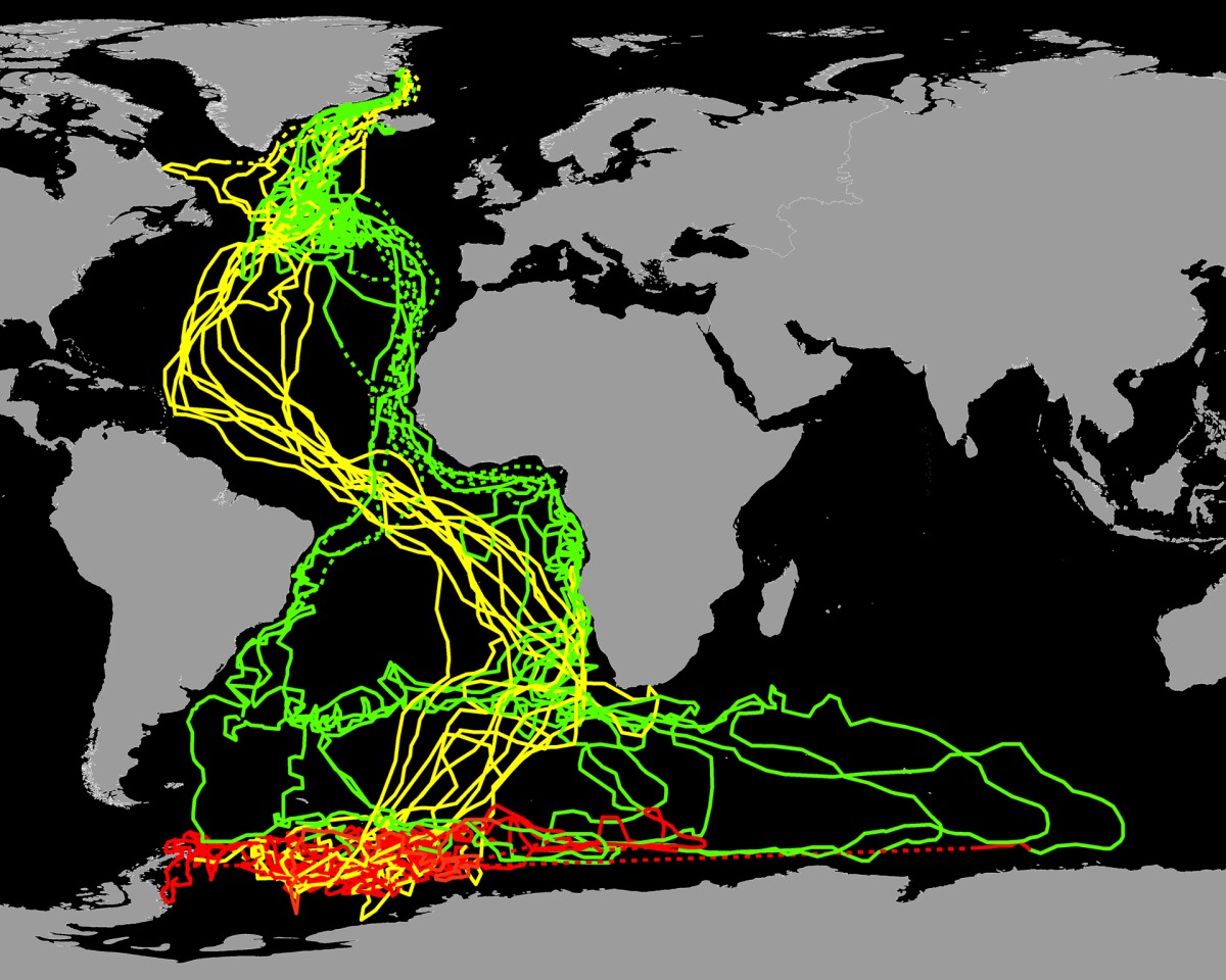The remarkable migratory patterns of the Arctic Tern