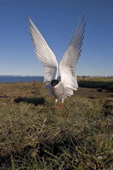 The remarkable migratory patterns of the Arctic Tern