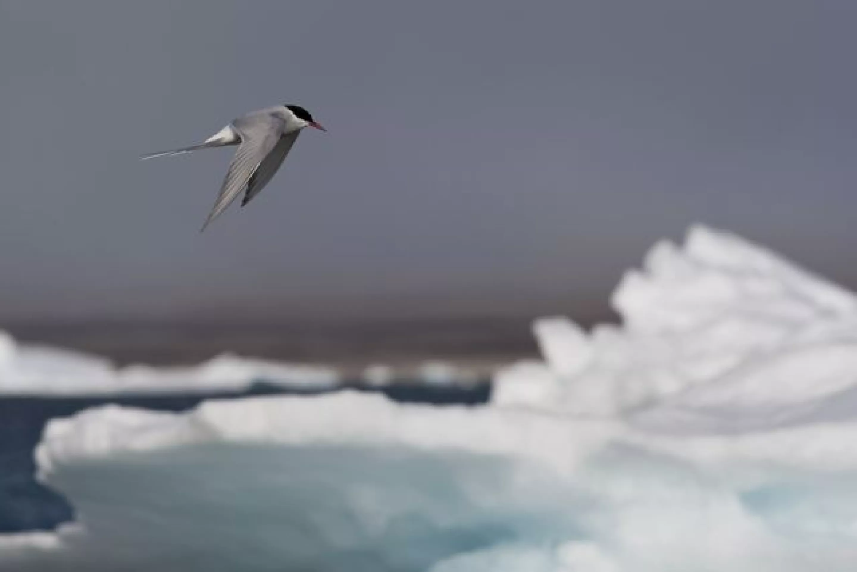 The remarkable migratory patterns of the Arctic Tern