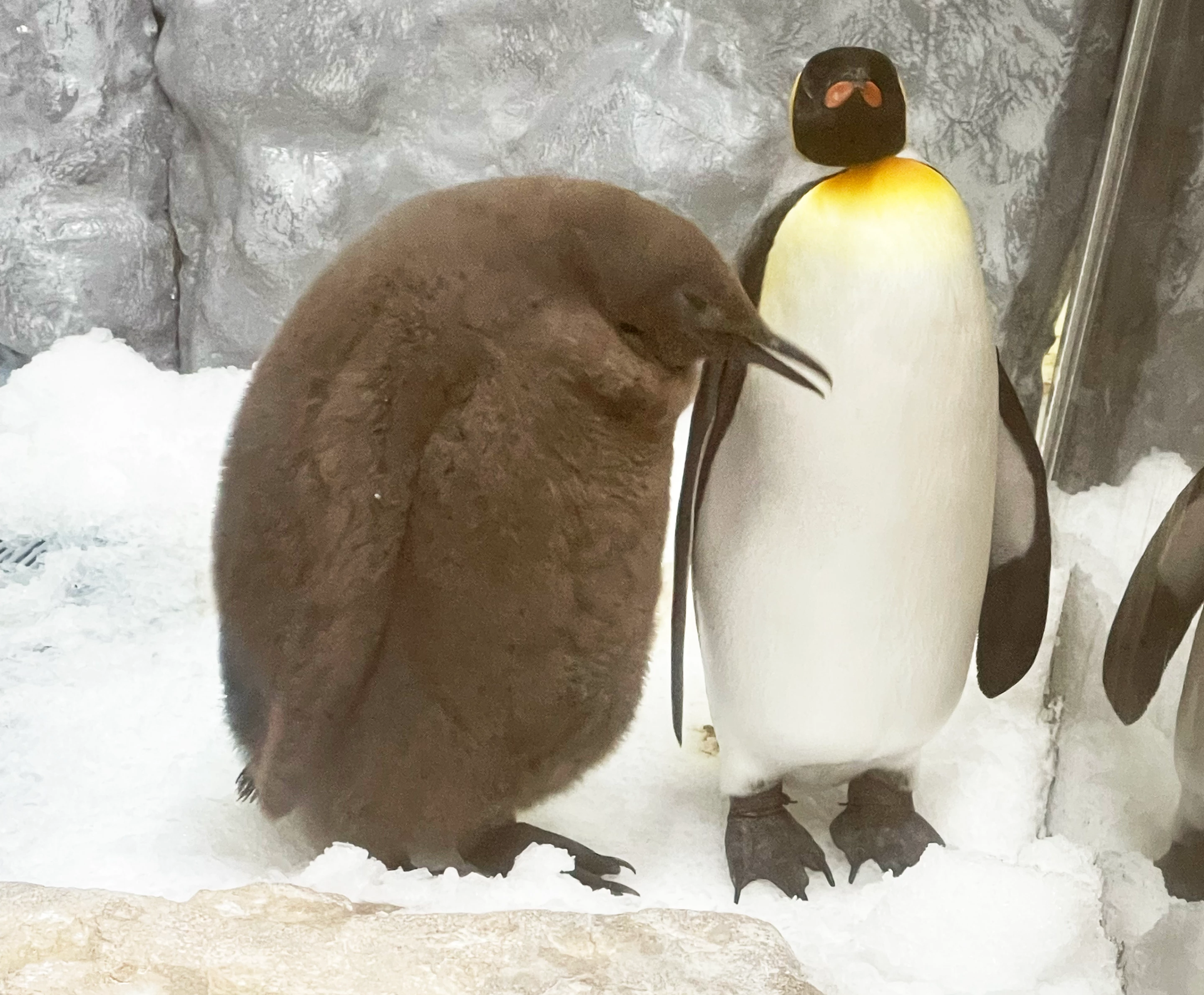 Massive 50 Lb King Penguin Chick Pesto Becomes A Surprise Global Star