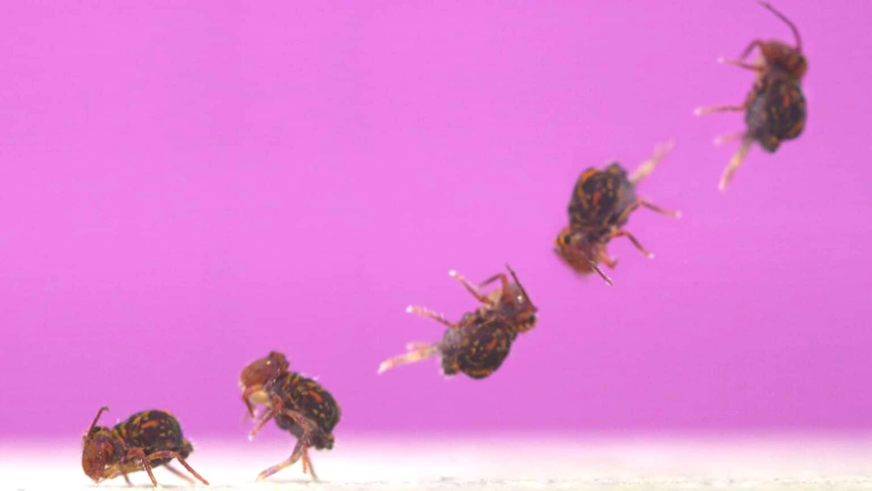 Super-slo-mo video captures the sickest backflips in the animal kingdom