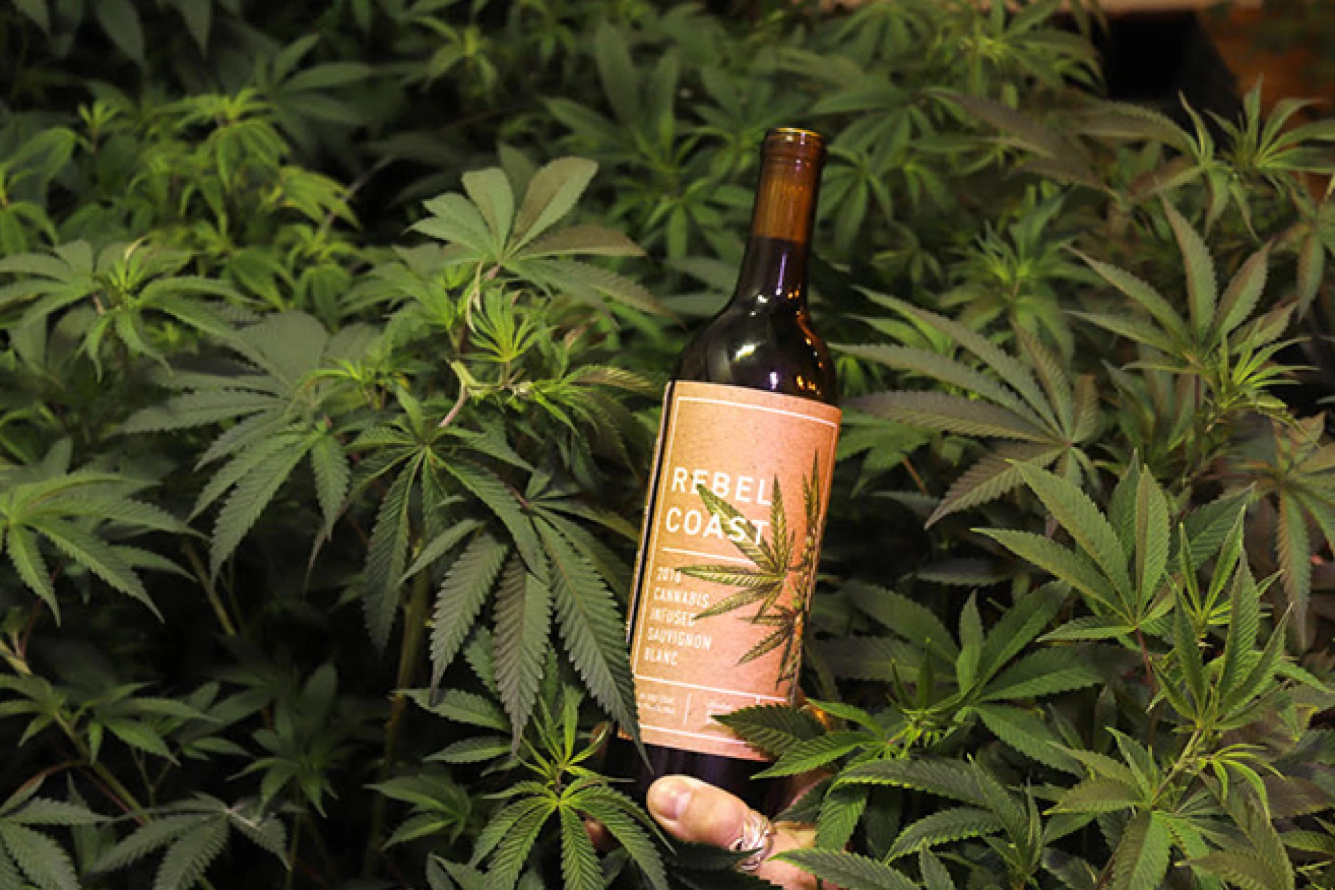 California winery to produce alcohol-free, marijuana-infused wine