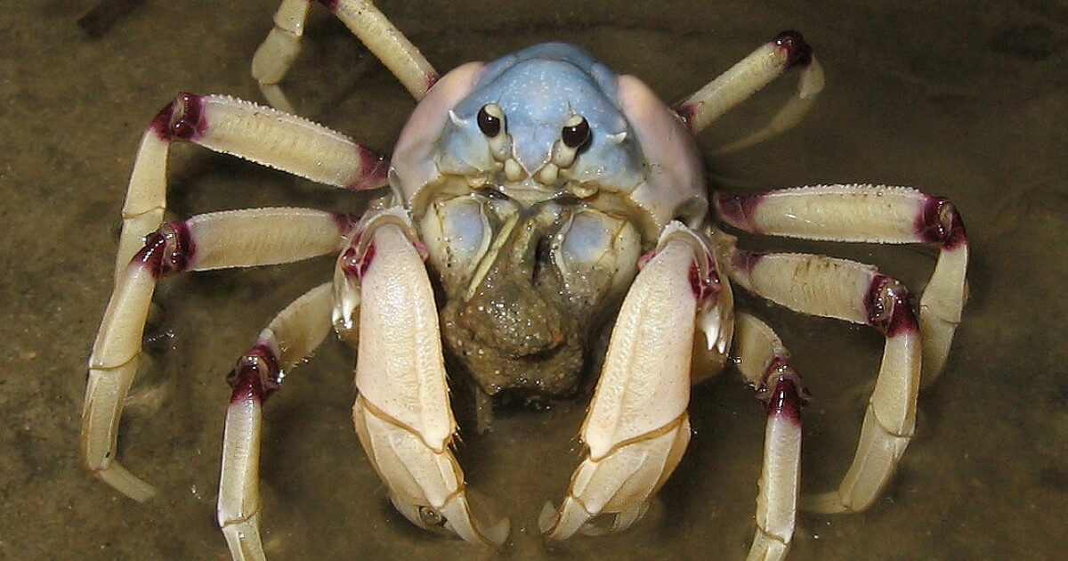 Japan team creates world's first "crab computer"
