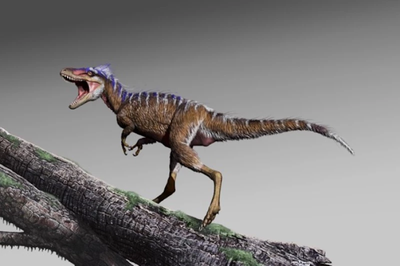 Tiny T-Rex ancestor was smaller than you
