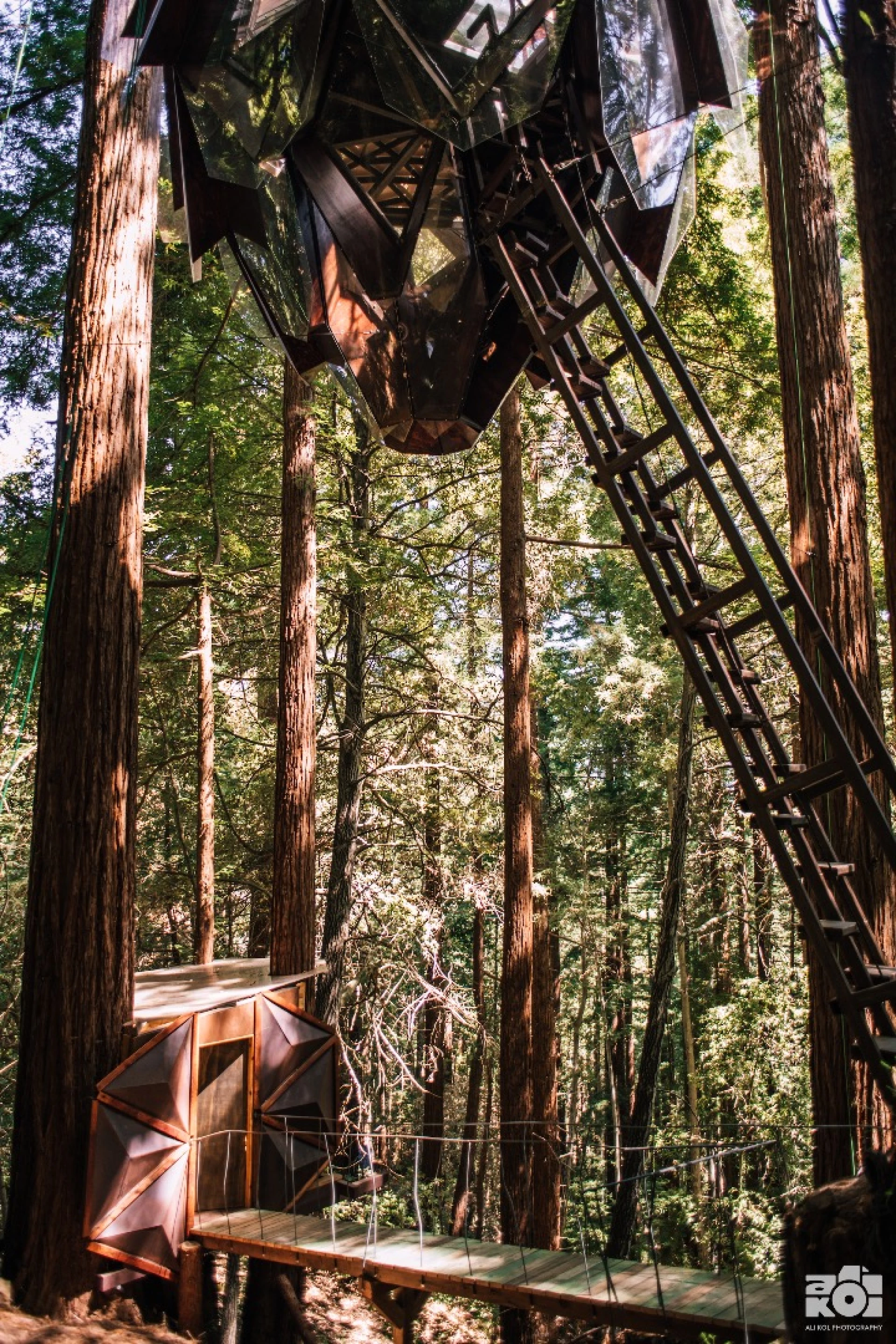 Fantastic Pinecone Treehouse hangs high in the forest
