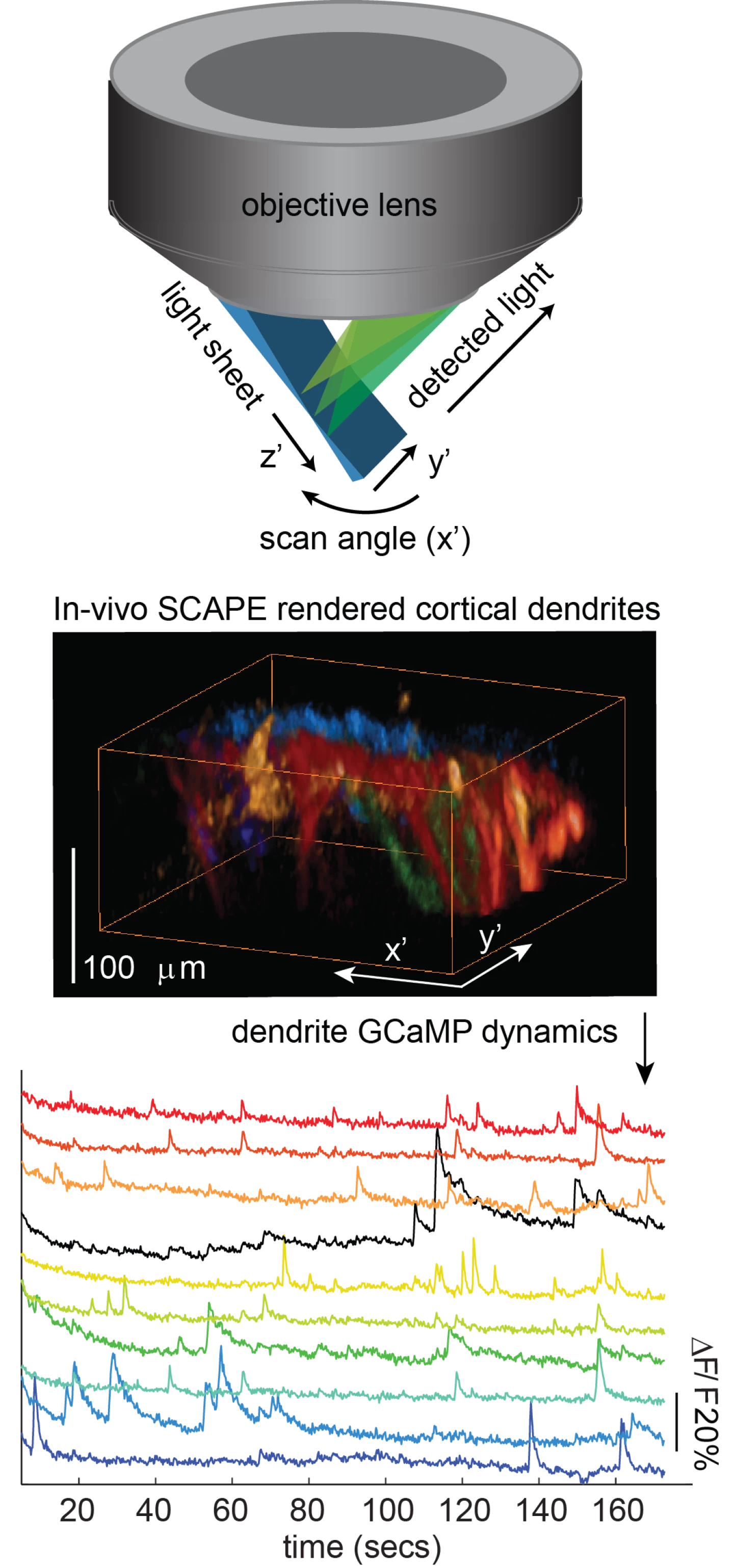 "SCAPE" microscope offers faster and simpler imaging of freely moving samples