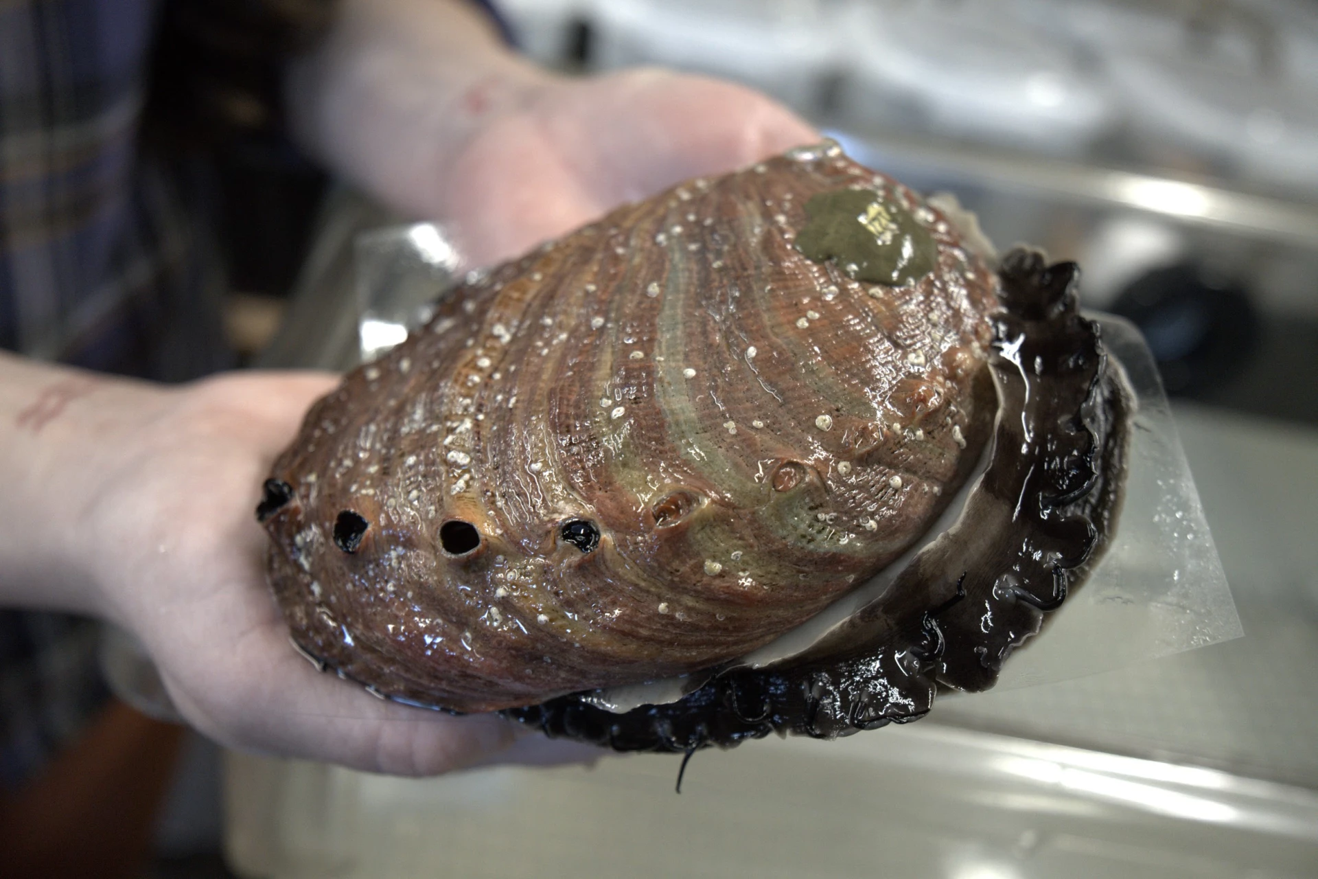 Ultrasound used to more gently check abalones' readiness to spawn