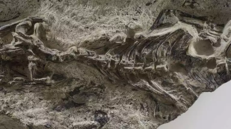 Mother of all lizards? World's oldest lizard fossil drags their origins ...