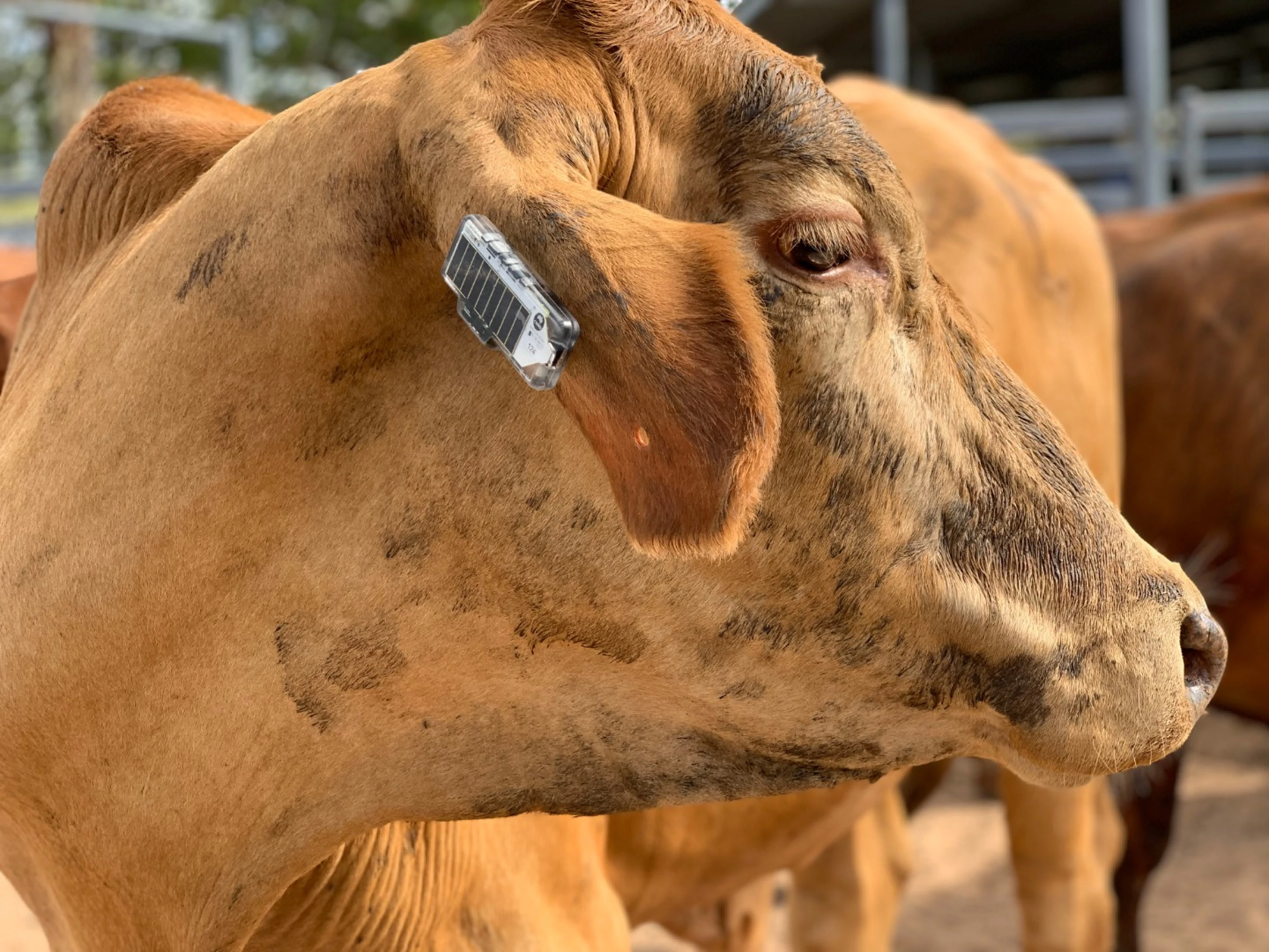 Smart ear tag may save ranchers time and money