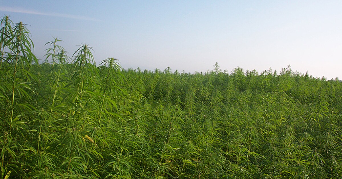 Hemp biofuel blazes competition