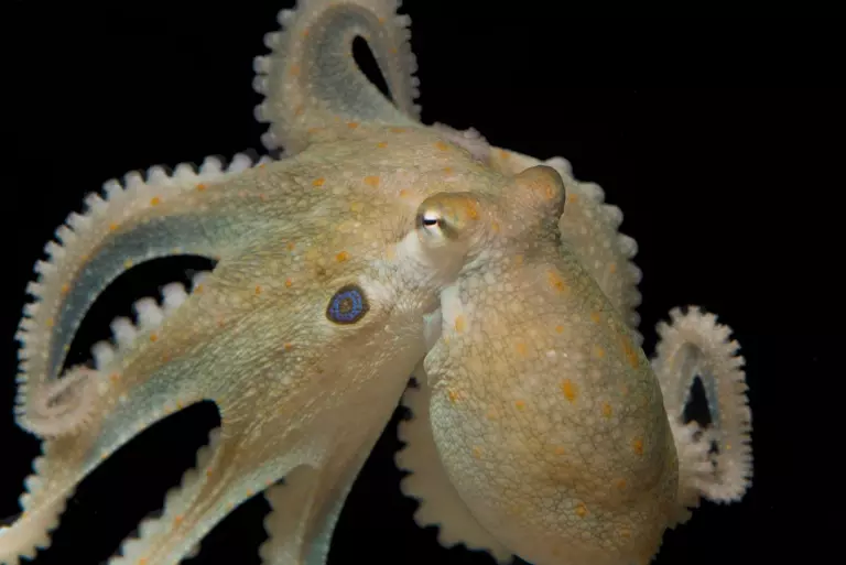 Why scientists gave ecstasy to octopuses