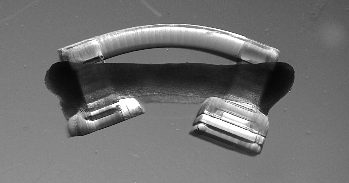 Light used to steer muscle-powered bio-bots