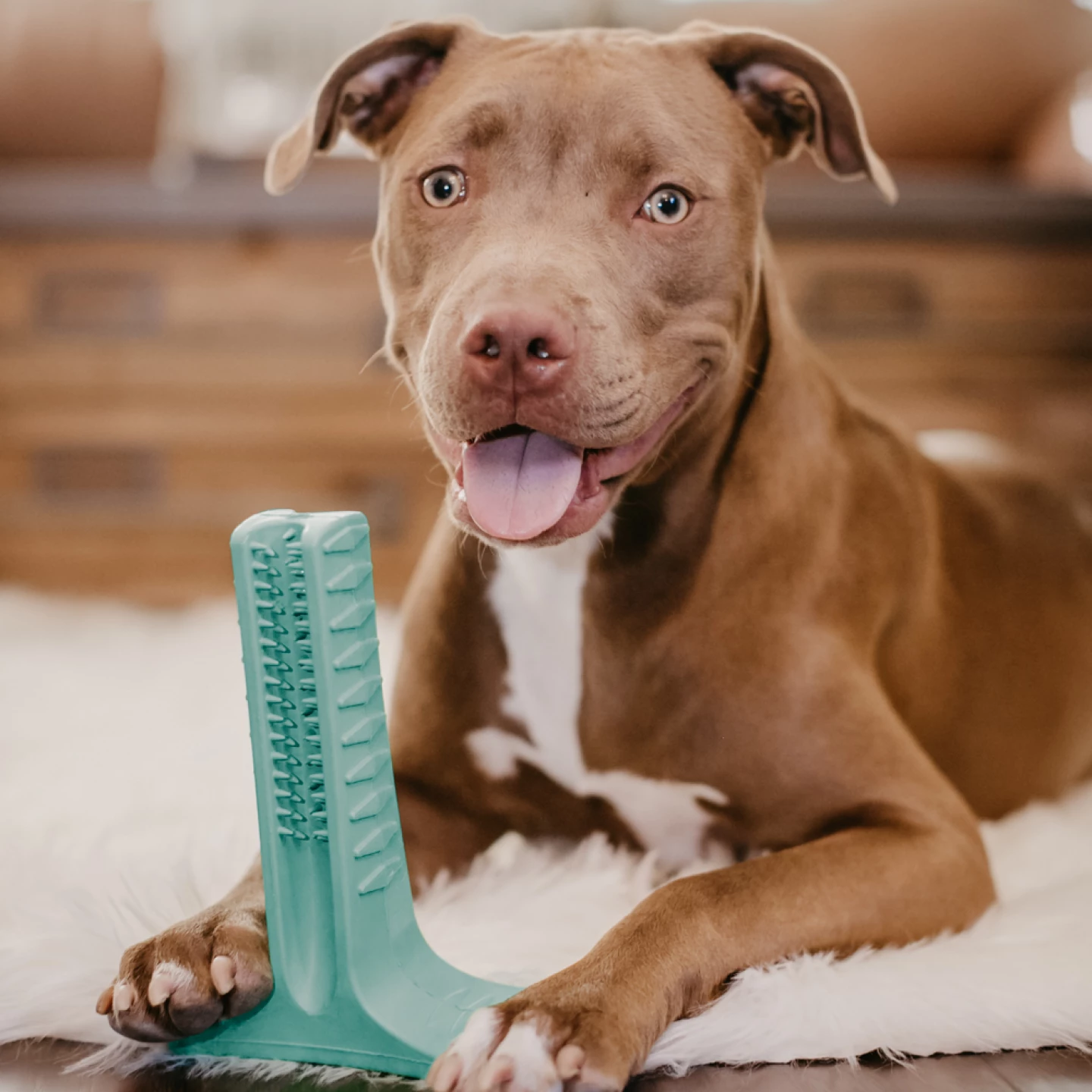 Bristly doggy toothbrush lets your hound do the grunt work