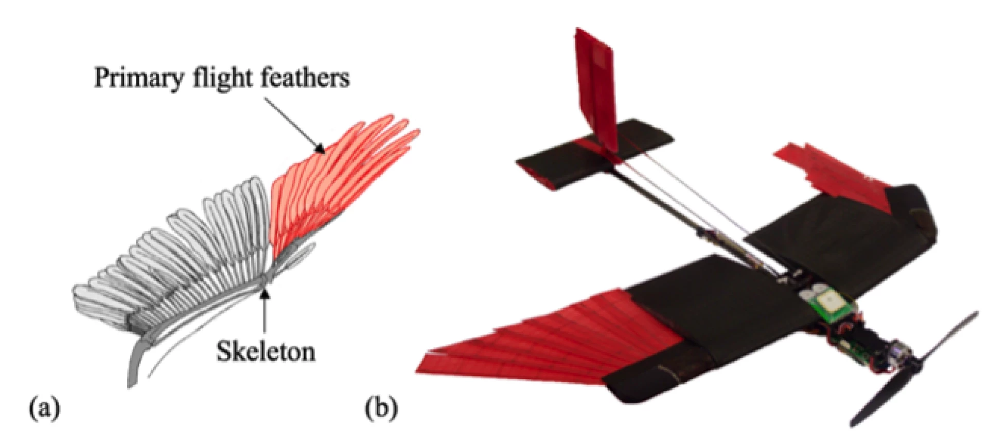 It's a bird, it's a plane, it's a ... feathered drone?