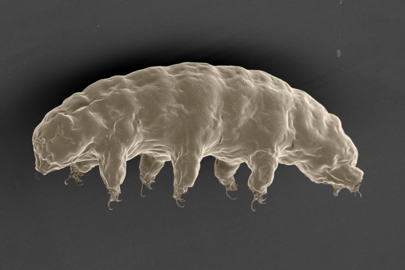 Discovery explains how unkillable tardigrades survive without water
