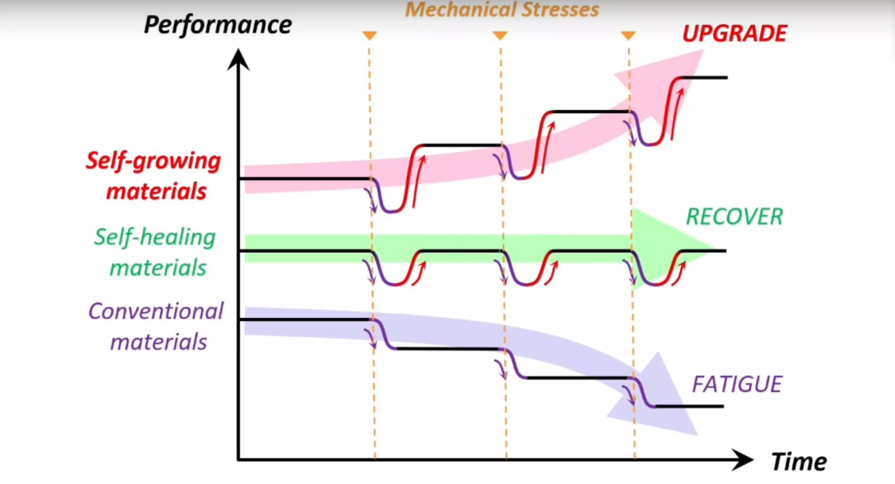 Muscle-inspired materials that get stronger after stretching