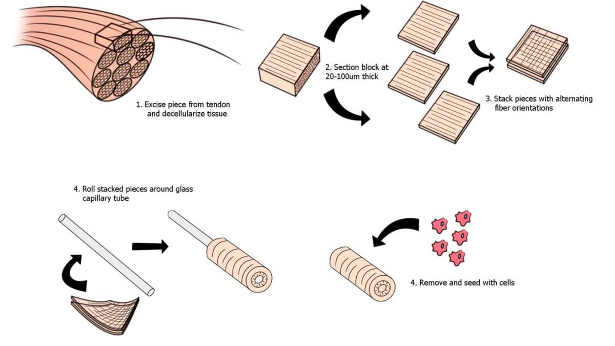 tendon tissue engineering
