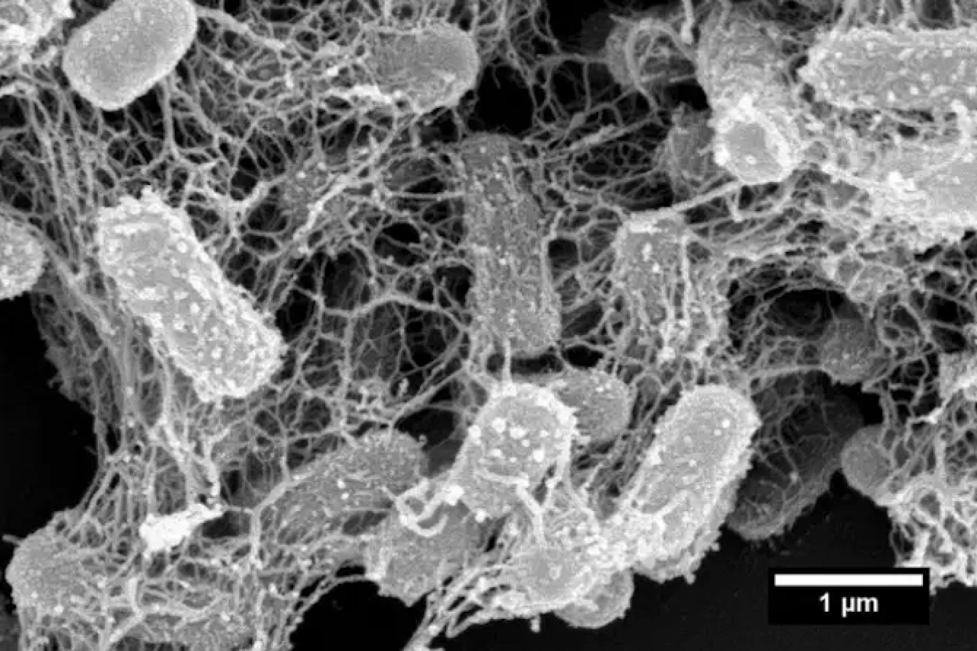 Bacteria-activated, self-assembling "nanonets" trap and kill superbugs