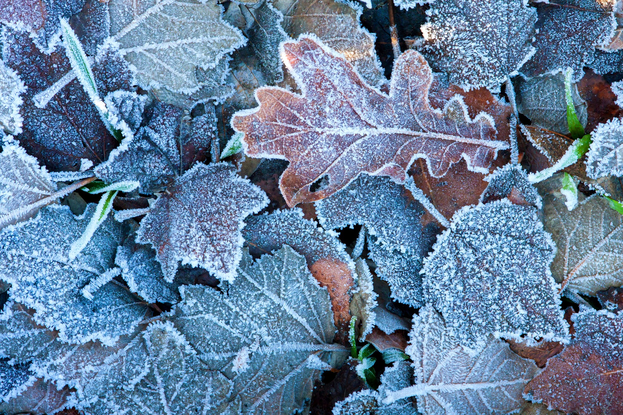 Leaf-inspired graphene surfaces repel frost formation for a week