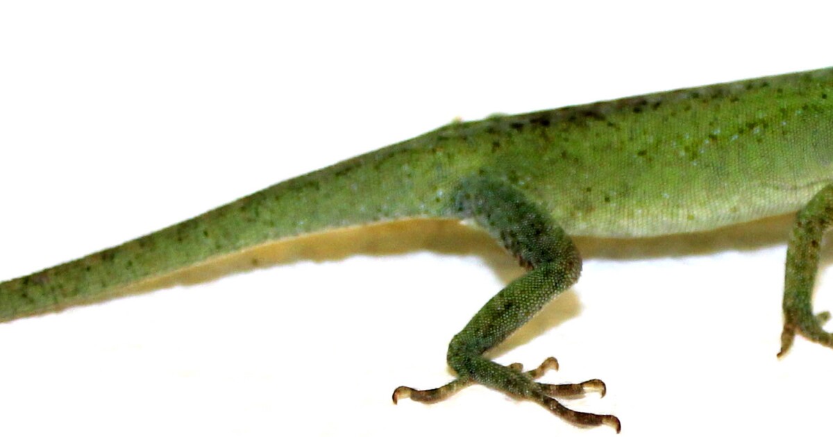 lizard regeneration process
