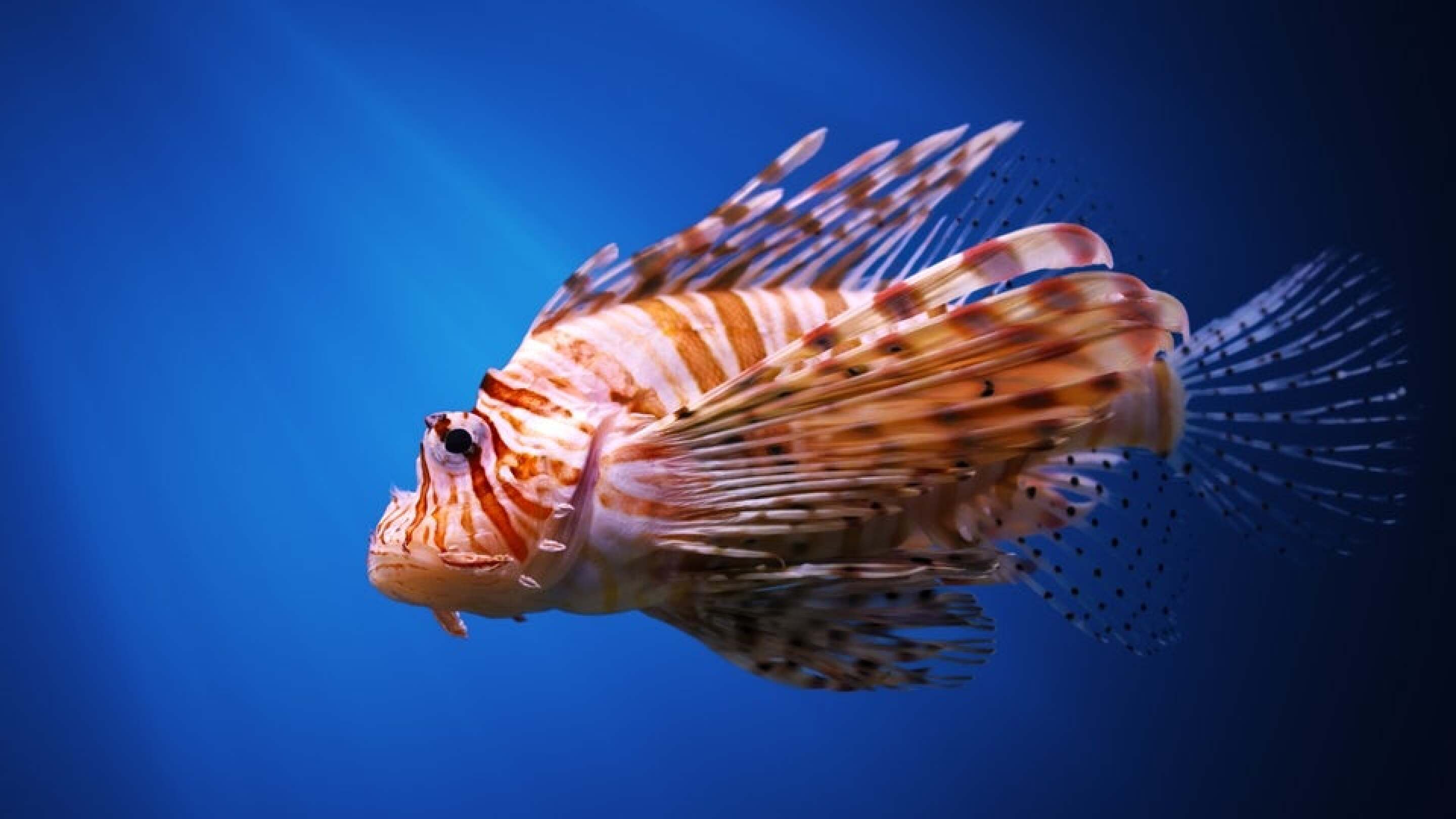 Scientists seek genetic answer to predatory nature of invasive lionfish