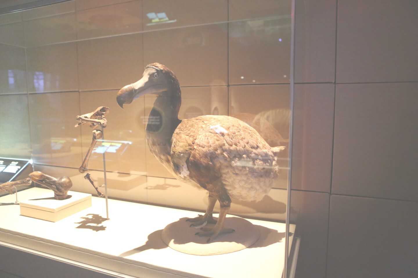 Dodo Next In Line For De Extinction By Scientists Reviving The Mammoth
