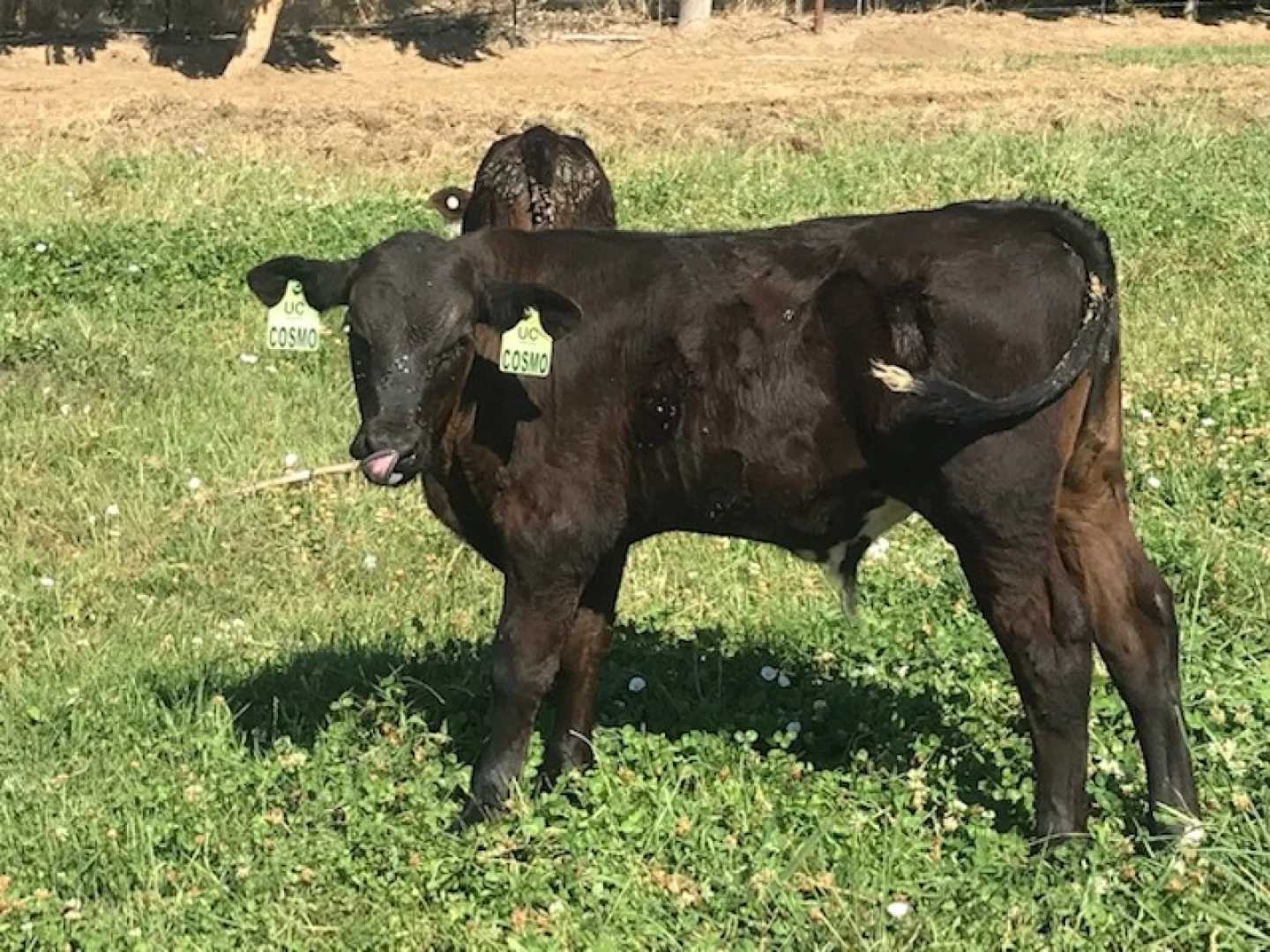 CRISPR-edited cattle will produce more male offspring