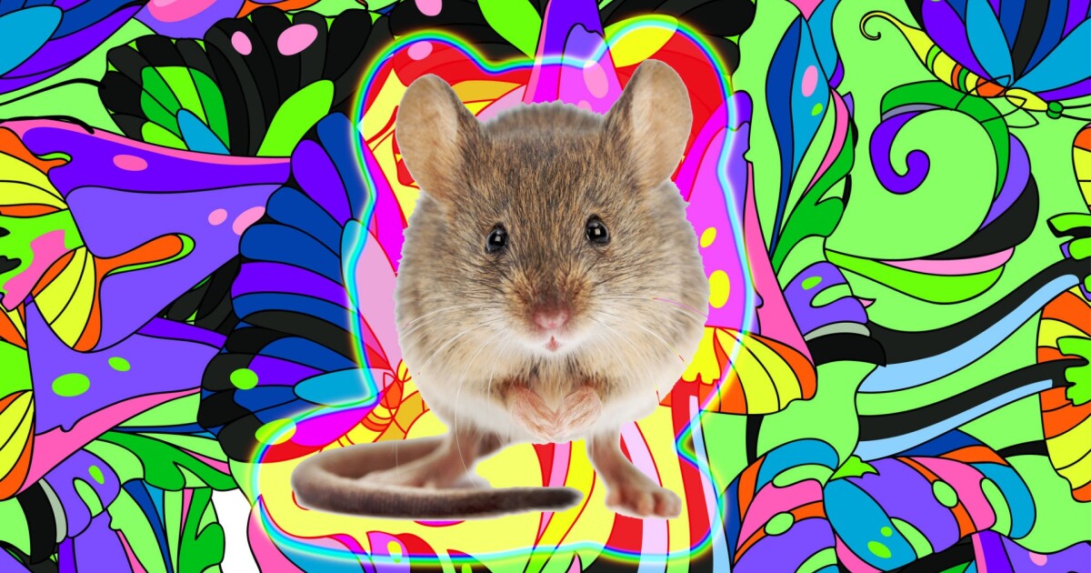 Mice tripping on psychedelics help explain neural origins of hallucinations