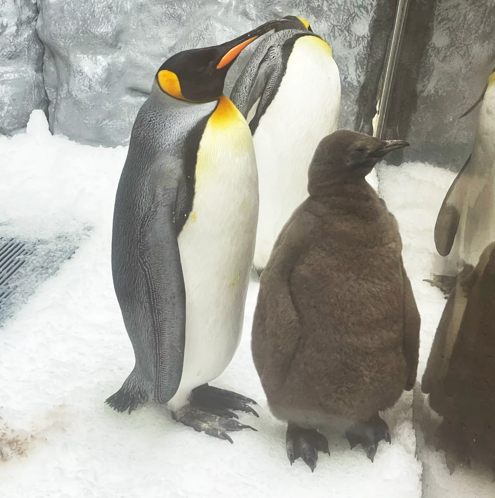 Massive 50-lb king penguin chick Pesto becomes a surprise global star