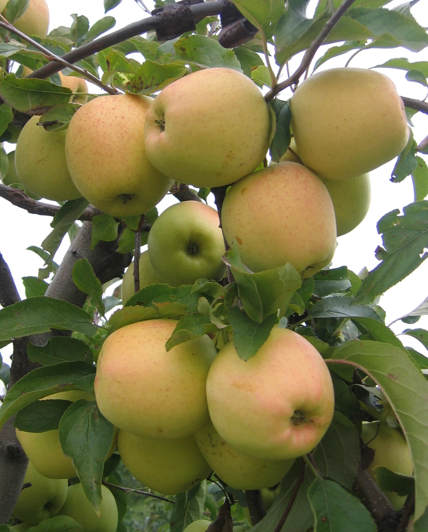 Scientists sequence apple genome