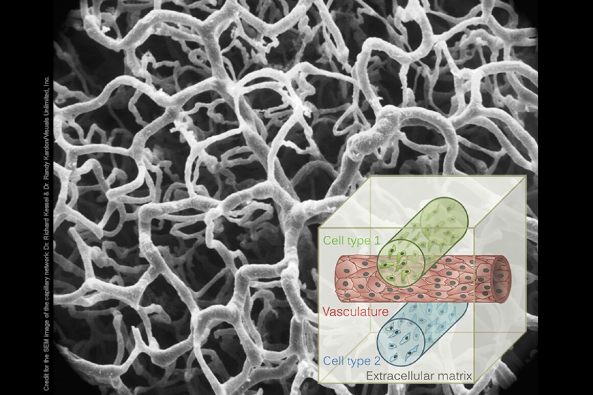 New bioprinting technique creates thicker, healthier tissue